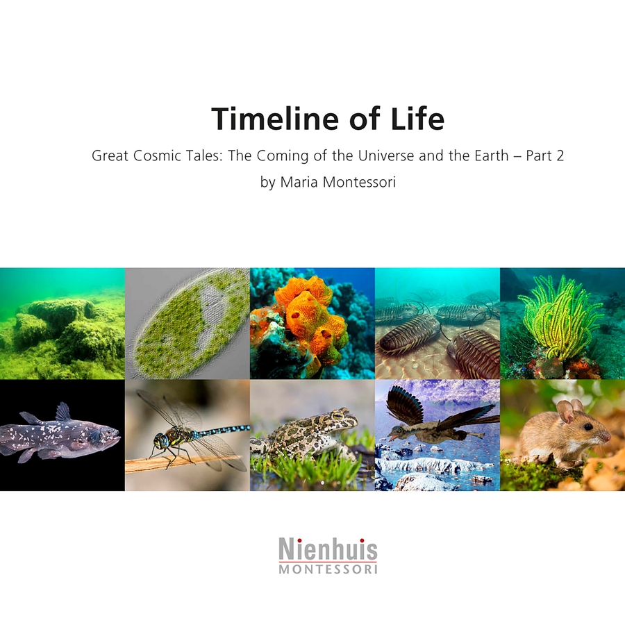 Timeline Of Life | Montessori Australia