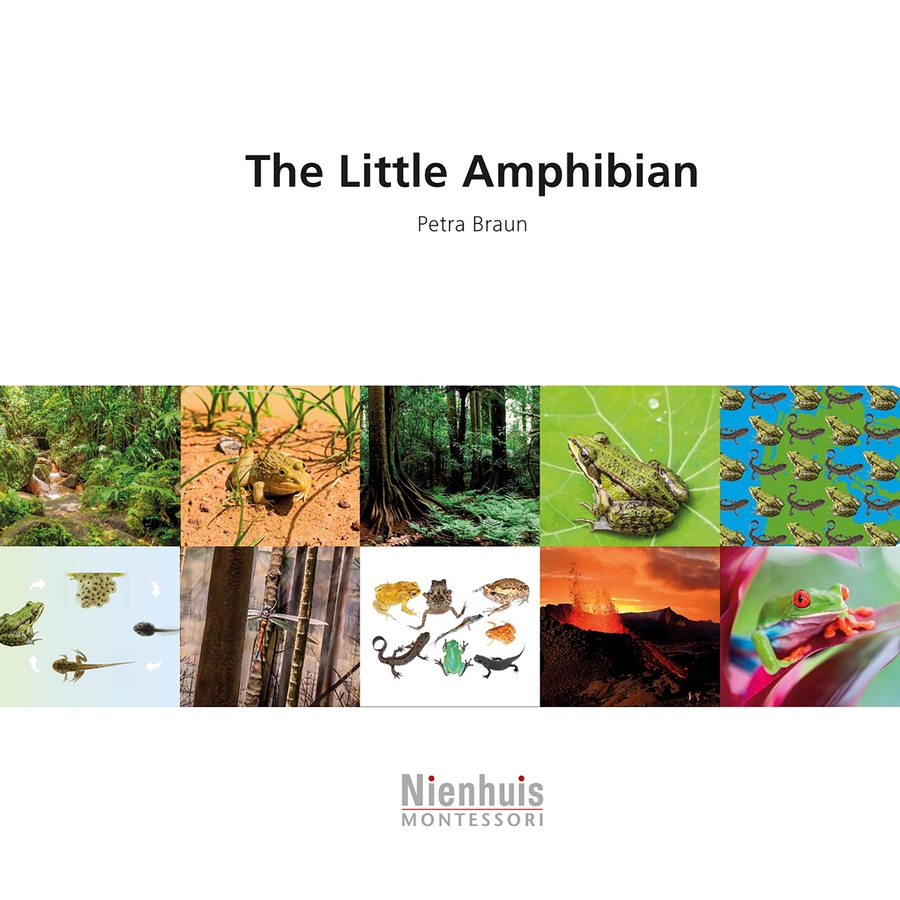 The Little Amphibian | Montessori Australia