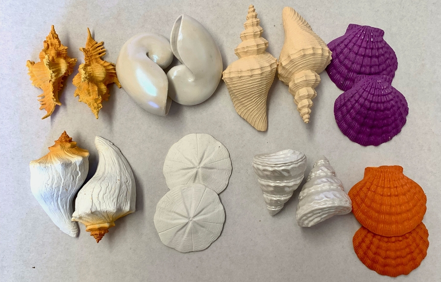 SeaShells Matching Activity | Montessori Australia