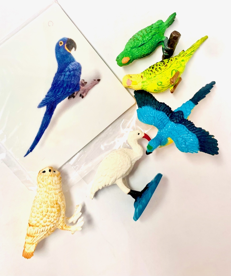 Objects with Matching Cards - Birds 2 | Montessori Australia