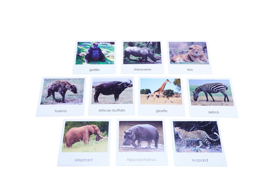 Nomenclature Cards - African Animals | Montessori Australia