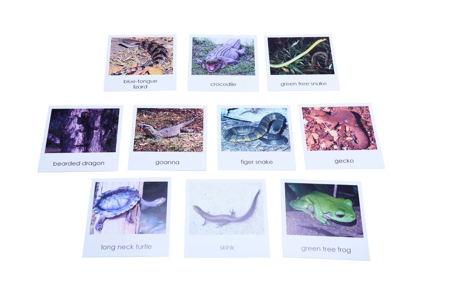 Nomenclature Cards - Australian Reptiles and Amphibians | Montessori ...